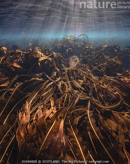 Stock photo of Dabberlocks (Alaria esculenta) and Oarweed (Laminaria ...