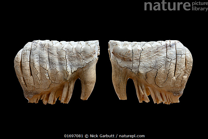 Stock photo of Whole teeth (side surface) - left and right lower jaw ...