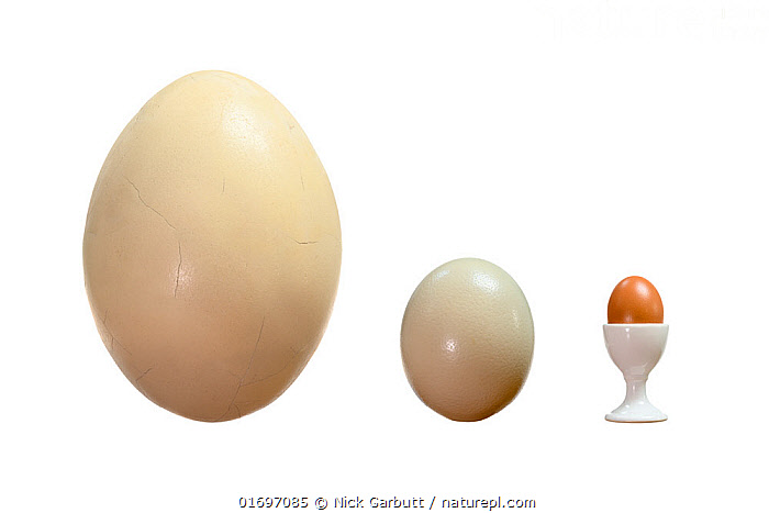 Stock photo of Egg size comparison to scale: extinct Elephant bird ...