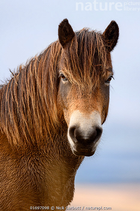 Stock photo of Exmoor pony (Equus ferus caballus) portrait, semi-feral ...