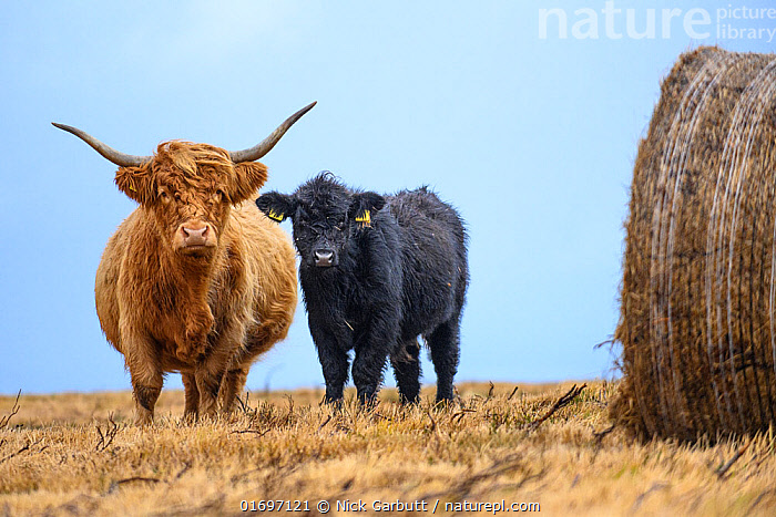 Stock photo of Female Highland cow and calf (Bos taurus) next to hay ...