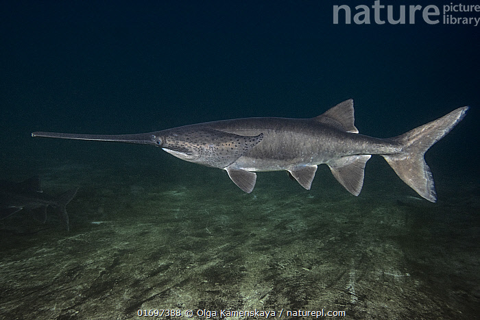 Stock photo of American paddlefish (Polyodon spathula), an introduced ...