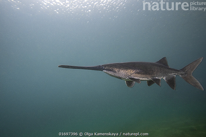Stock photo of American paddlefish (Polyodon spathula), an introduced ...