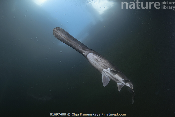 Stock photo of American paddlefish (Polyodon spathula), an introduced ...