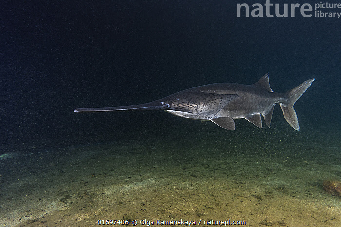 Stock photo of American paddlefish (Polyodon spathula), an introduced ...