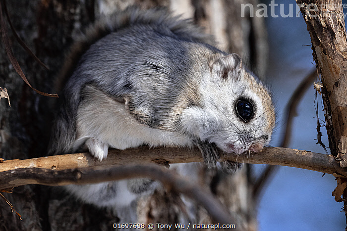 Stock photo of Siberian flying squirrel (Pteromys volans orii ...