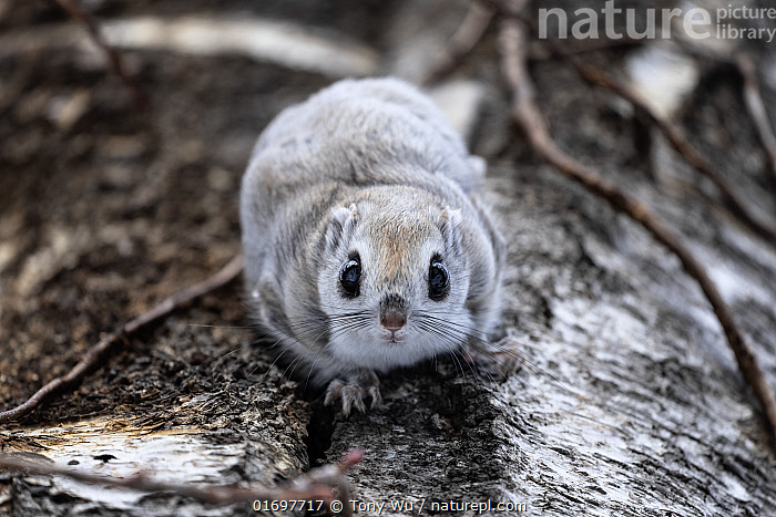 Pteromys Volans Orii Japanese Japanese Dwarf Flying Squirrel (Pteromys