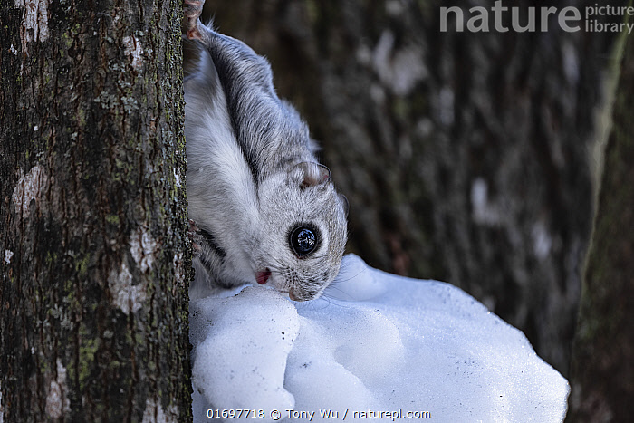 Stock photo of Siberian flying squirrel (Pteromys volans orii) leaning ...