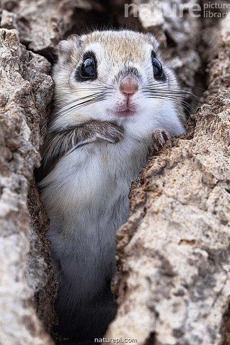 Stock photo of Female Siberian flying squirrel (Pteromys volans orii ...