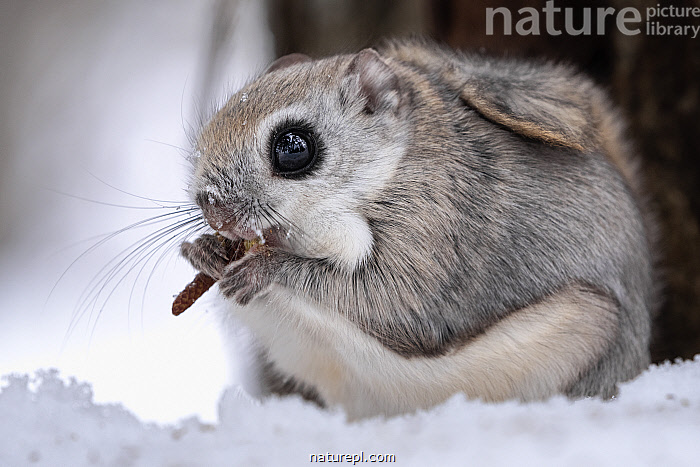Pteromys Volans Orii Japanese Japanese Dwarf Flying Squirrel (Pteromys