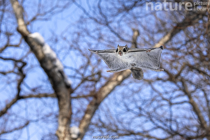 Stock photo of Siberian flying squirrel (Pteromys volans orii) gliding ...