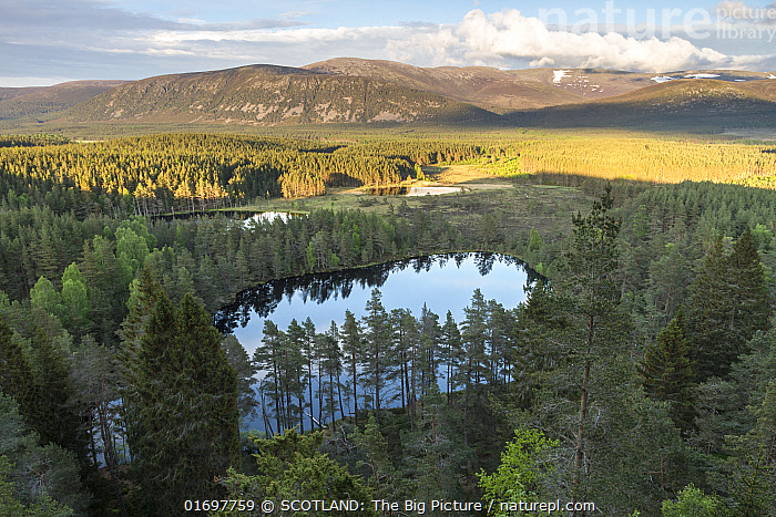 Stock photo of Aerial view of Uath Lochans and surrounding woodland at ...