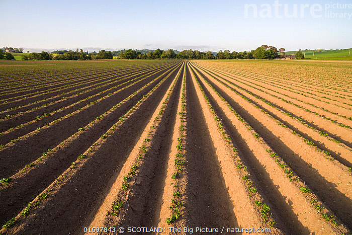 Stock photo of Deep furrows in ploughed fields for crops, Black Isle ...