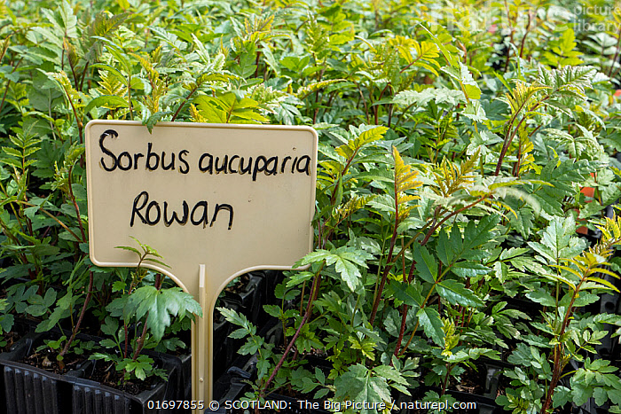 Stock photo of Rowan (Sorbus aucuparia)tree seedlings growing in seed ...