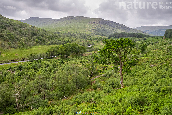 Stock photo of Oak (Quercus robur) trees and regenerating temperate ...
