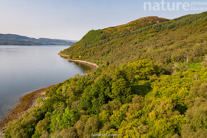 Stock photo of Aerial view of Atlantic Oak (Quercus robur) woodland ...