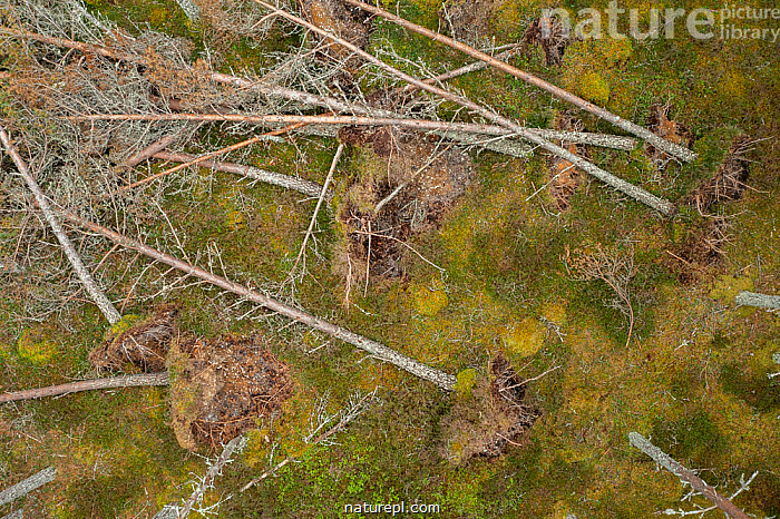 Stock photo of Aerial view of Scots pine (Pinus sylvestris) trees that ...