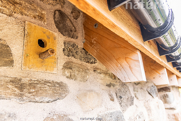 Stock photo of Nestbox built into the wall of a restored byre, Lynbreck ...