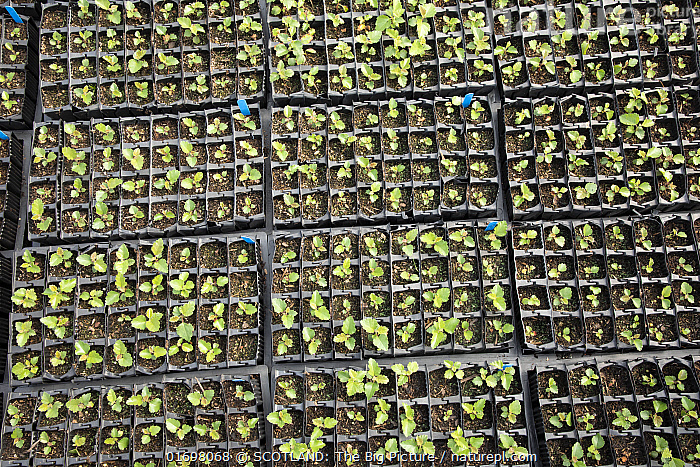 Stock photo of Cell grown Silver birch (Betula pendula) seedlings in ...