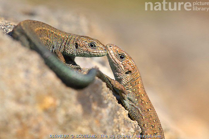 Stock photo of Two Common lizards (Zootoca vivipara) face to face on a ...