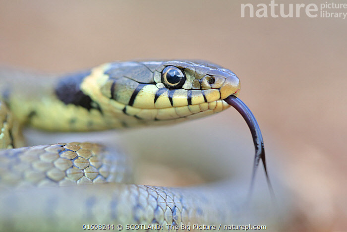 Stock photo of Grass snake (Natrix natrix) with tongue out, close-up, Scotland, UK. April ...