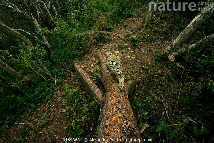 Stock photo of Jaguar (Panthera onca) scratching its claws on a tree ...
