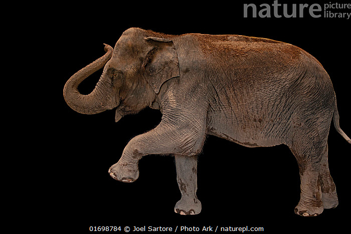 Asian Elephant Endangered