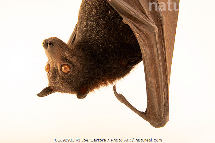 Stock photo of Close up of Large flying fox bat (Pteropus vampyrus ...
