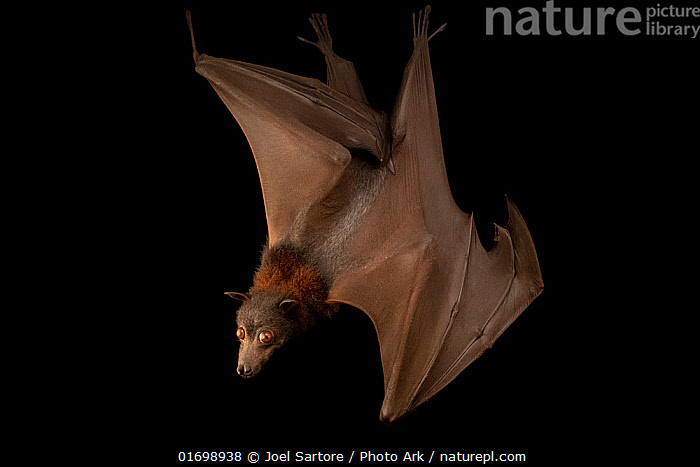 Stock photo of Large flying fox bat (Pteropus vampyrus) hanging upside ...