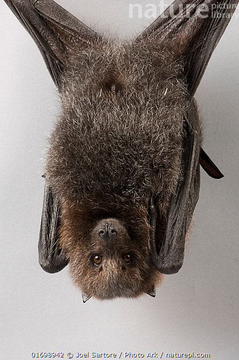 Stock photo of Rodrigues flying fox bat (Pteropus rodricensis) hanging ...