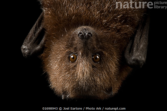 Stock photo of Close up of critically endangered Rodrigues flying fox ...