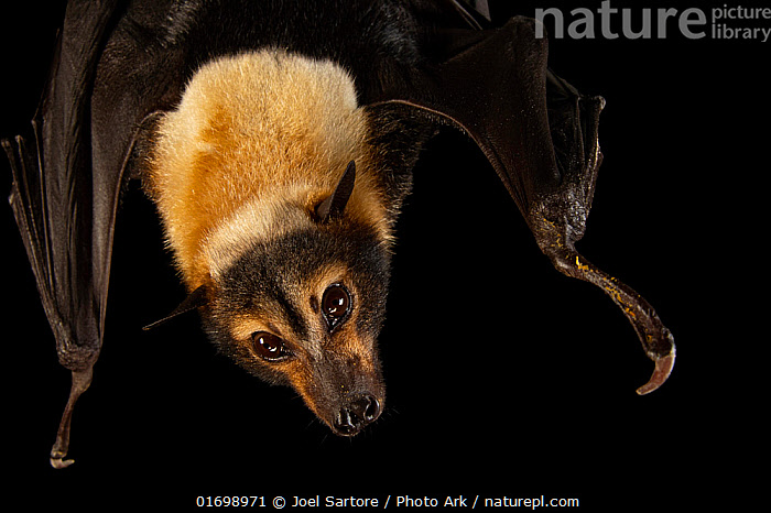 Stock photo of Female Spectacled flying fox bat (Pteropus ...