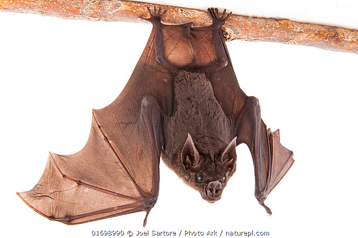 Stock photo of Greater spear-nosed bat (Phyllostomus hastatus) hanging ...