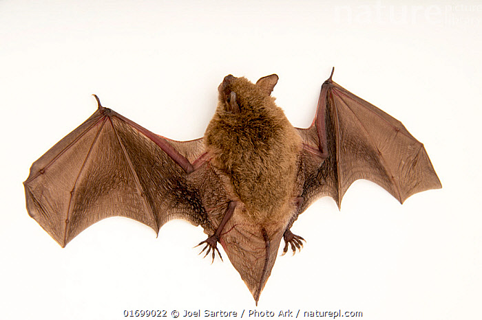 Stock photo of Dorsal view of Cave myotis bat (Myotis velifer) crawling ...