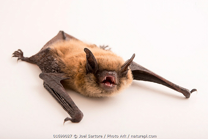 Stock photo of Arizona myotis bat (Myotis occultus) crawling and ...