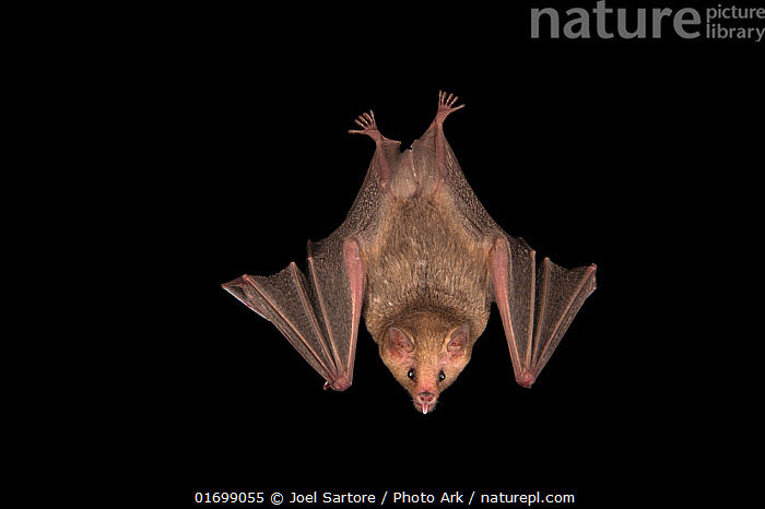 Stock photo of Southern long-nosed bat (Leptonycteris curasoae), listed ...