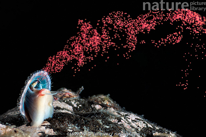 Stock photo of Female limpet (Lottia emydia) spawning, releasing a ...
