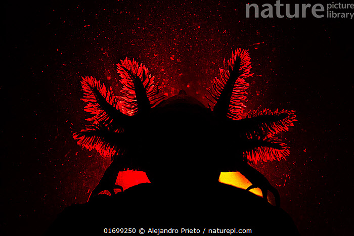 Stock photo of Axolotl (Ambystoma sp.) backlit showing details of gills ...