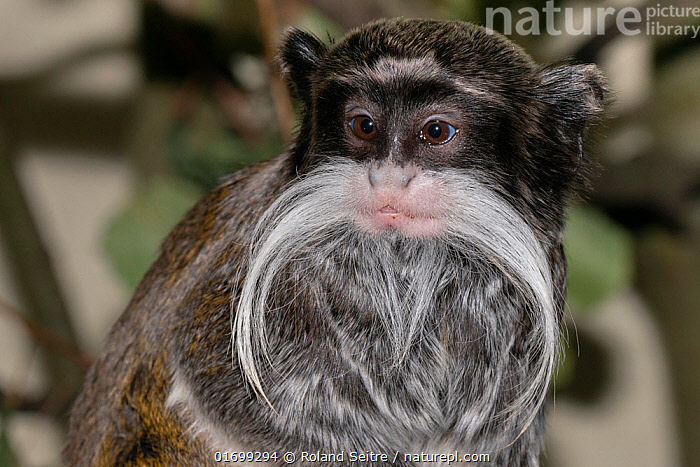 Bearded Tamarin Emperor Tamarin (Saguinus Imperator Imperator) Joel