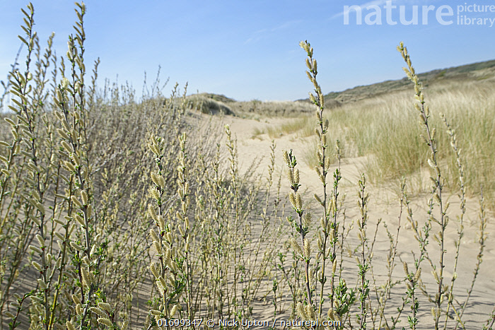 Stock photo of Creeping willow (Salix repens) flowering on coastal sand ...