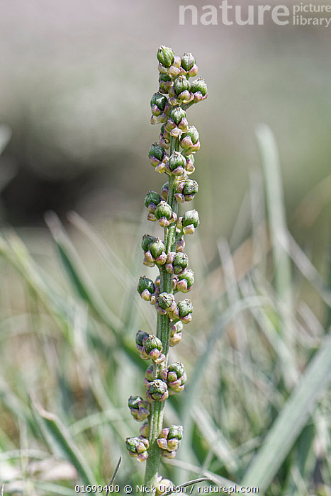 Stock photo of Close up of Sea arrowgrass (Triglochin maritima ...