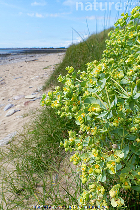 Stock photo of Sea spurge (Euphorbia paralias) flowering on coastal ...