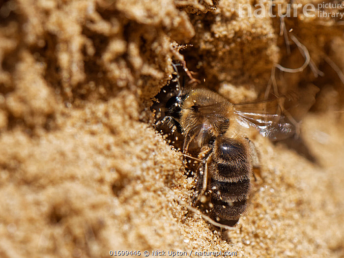 Stock photo of Female Vernal colletes / Spring mining bee (Colletes ...