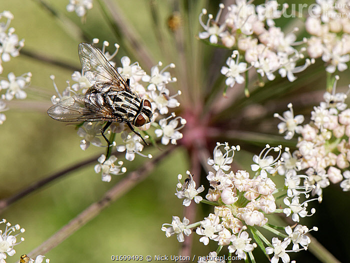 Stock photo of Female Muscid fly (Graphomya maculata) nectaring on ...