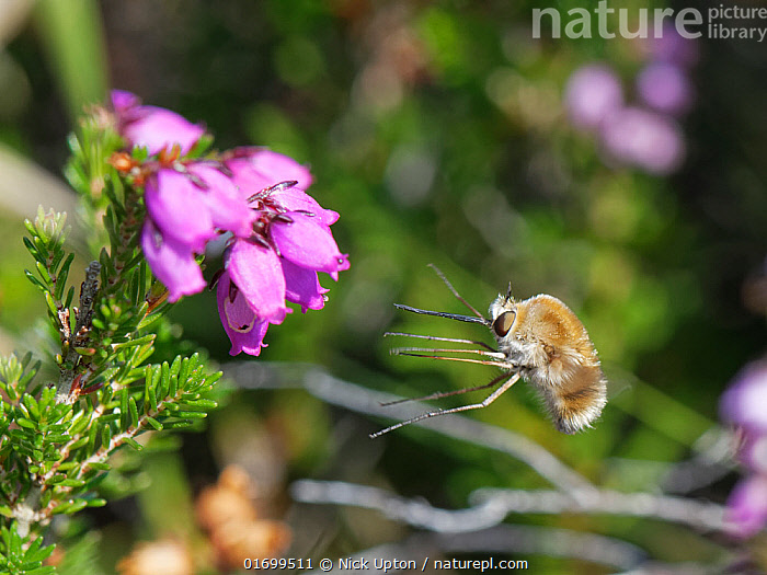 Stock photo of Heath bee fly (Bombylius minor) flying with its legs ...