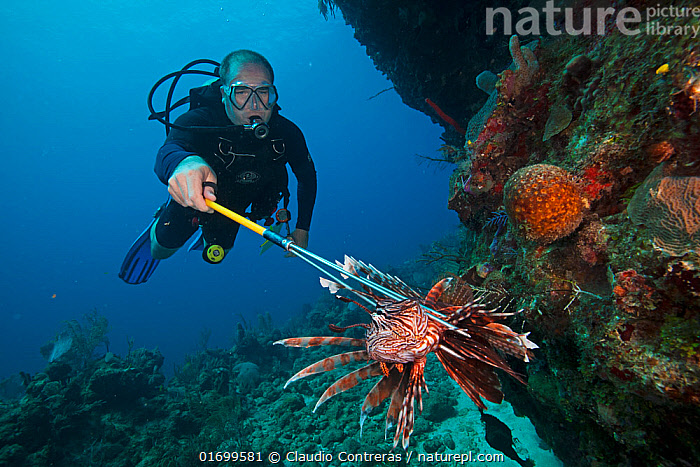Stock photo of Dr. Steve Box killing Red lionfish (Pterois volitans ...
