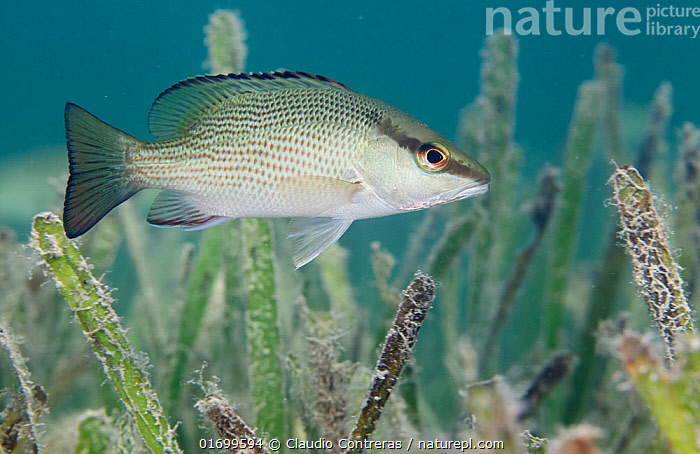 Stock photo of Gray / Grey snapper (Lutjanus griseus) hiding amongst ...