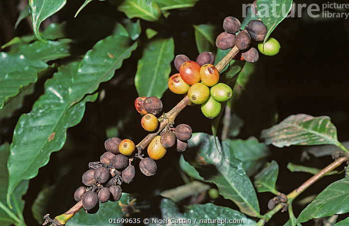 Stock photo of Coffee berry disease (Colletotrichum coffeanum), CBD ...