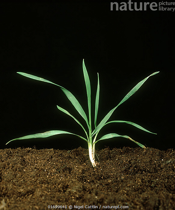 Stock photo of Young bread wheat (Triticum aestivum) plant tillering at ...