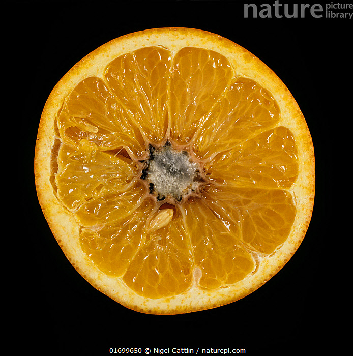 Stock photo of Grey mould (Botrytis cinerea) section showing ...